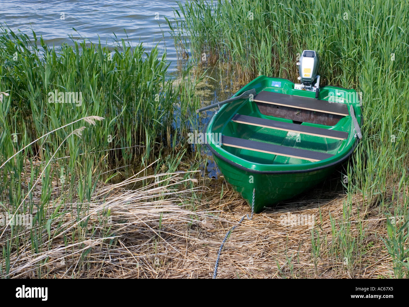 Small , empty , green motorboat / skiff beached to green cane-break ...