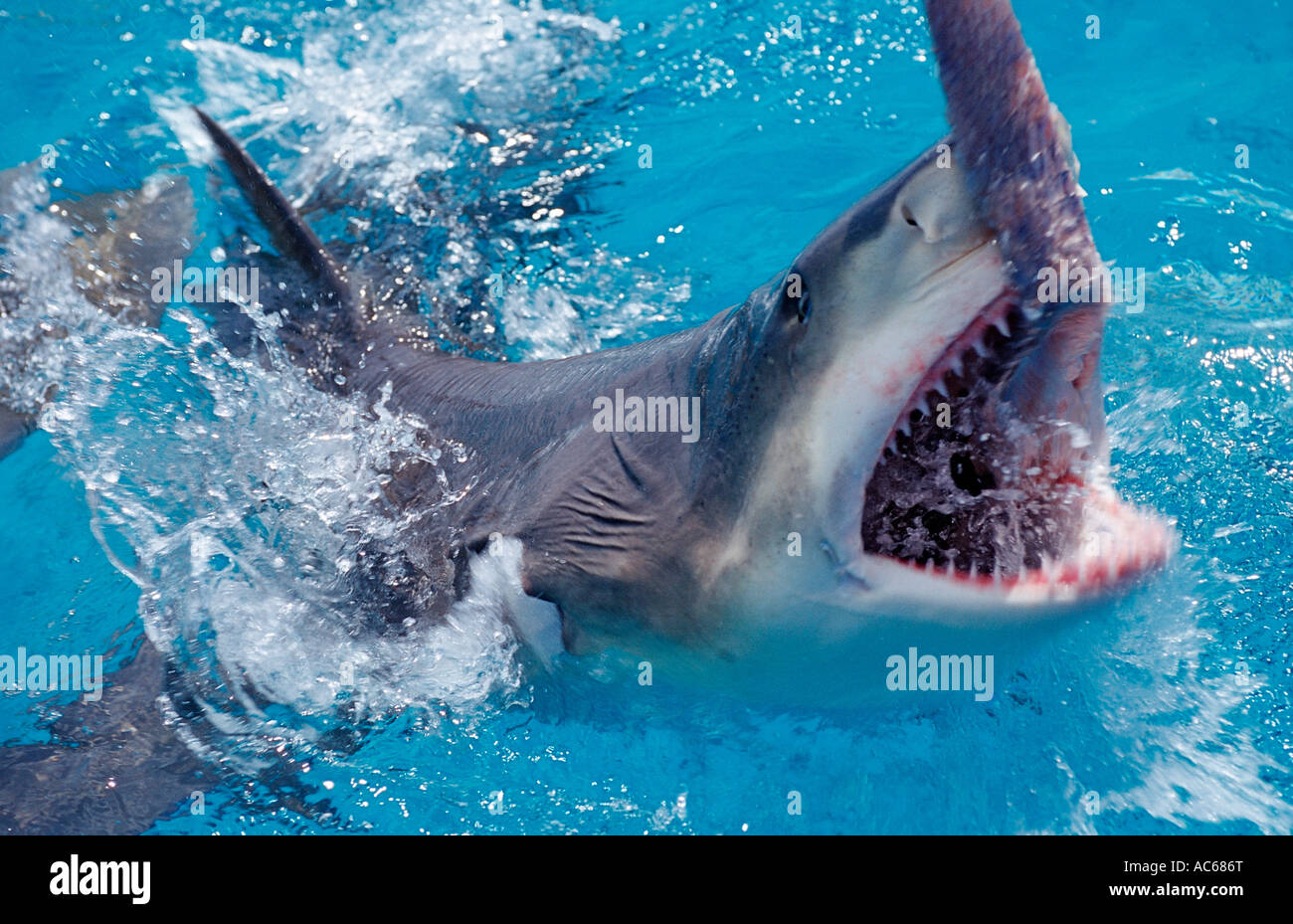 Negaprion brevirostris teeth hi-res stock photography and images - Alamy