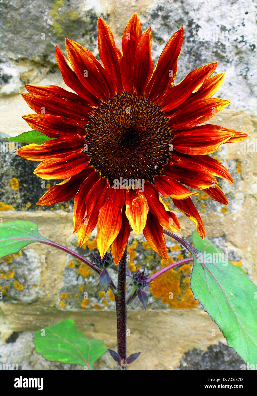 Sunflower agianst wall Stock Photo - Alamy