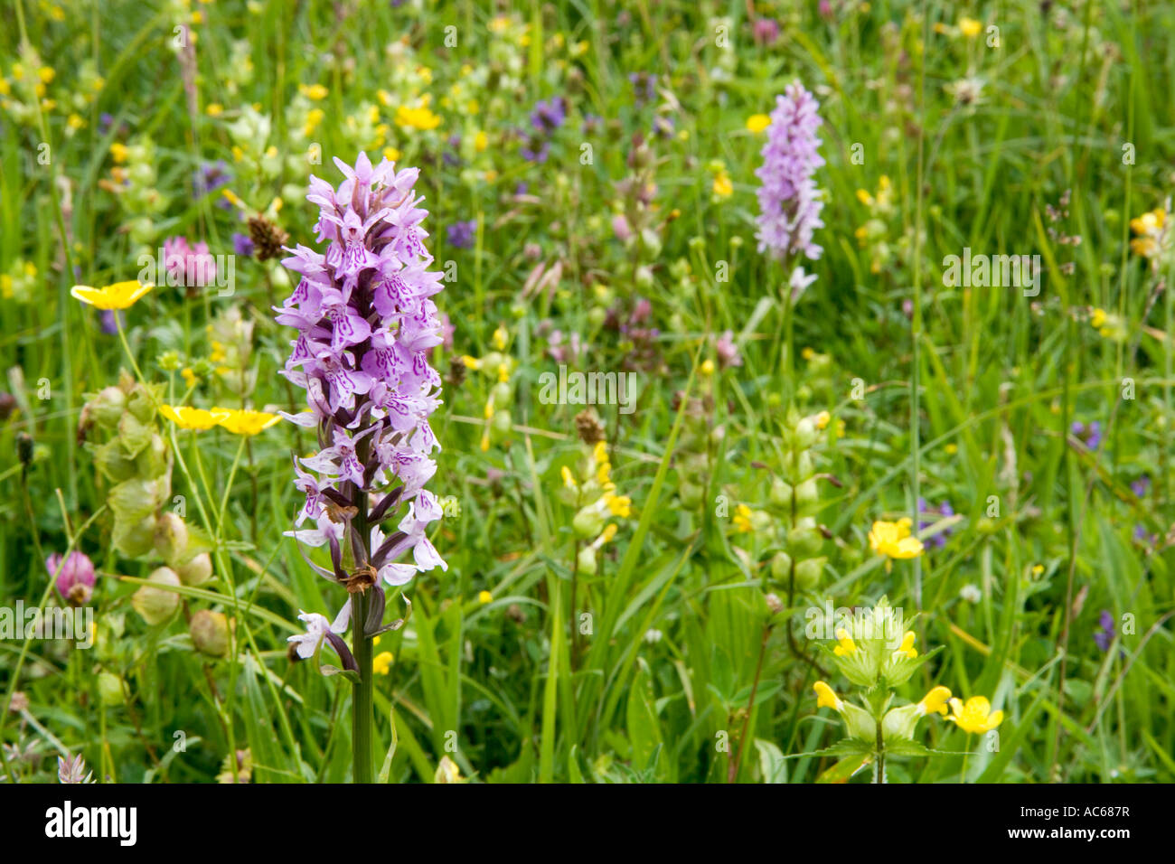 Common native orchid hi-res stock photography and images - Alamy