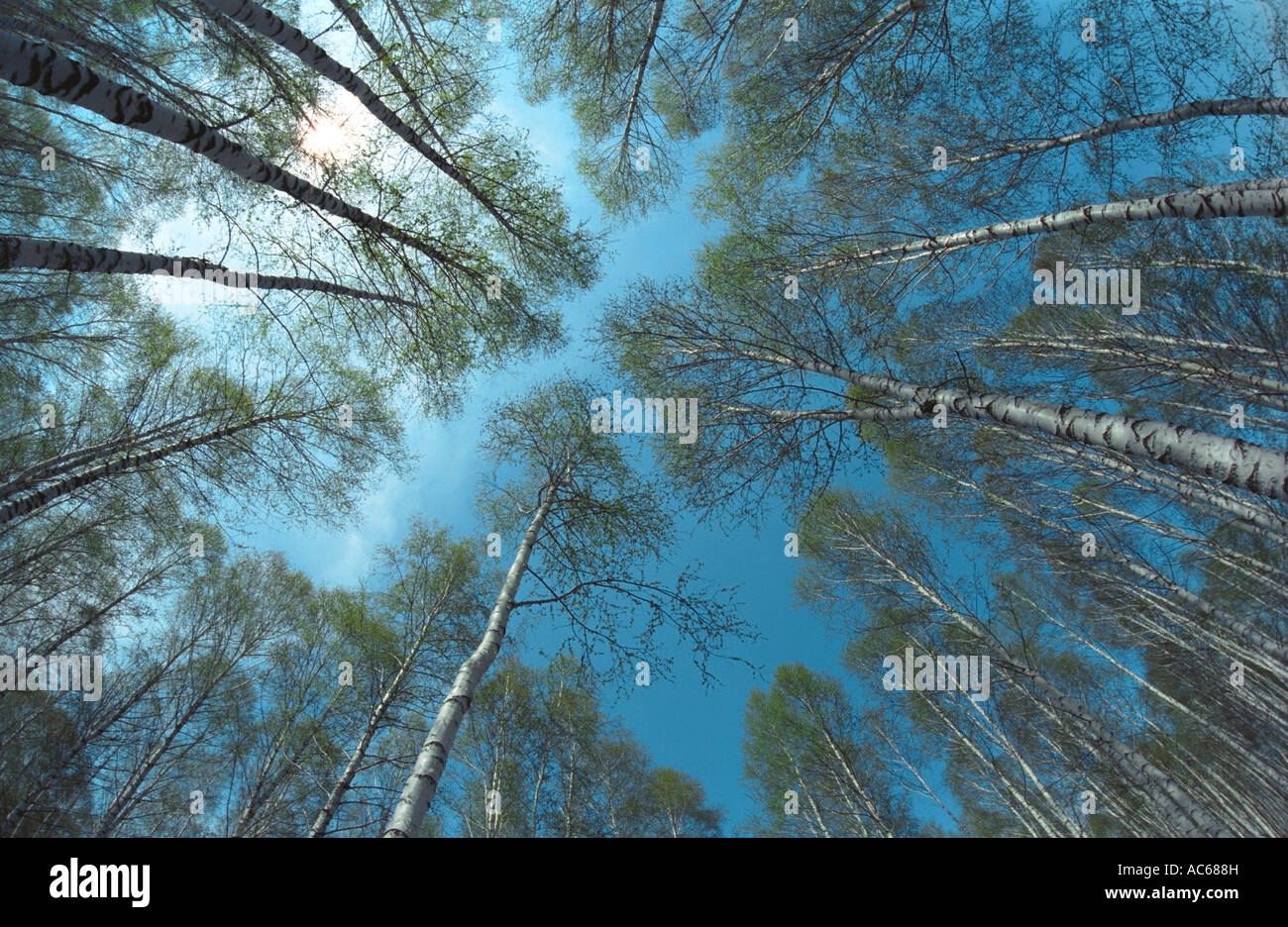 Birch tree grove. Altai. Siberia. Russia Stock Photo - Alamy