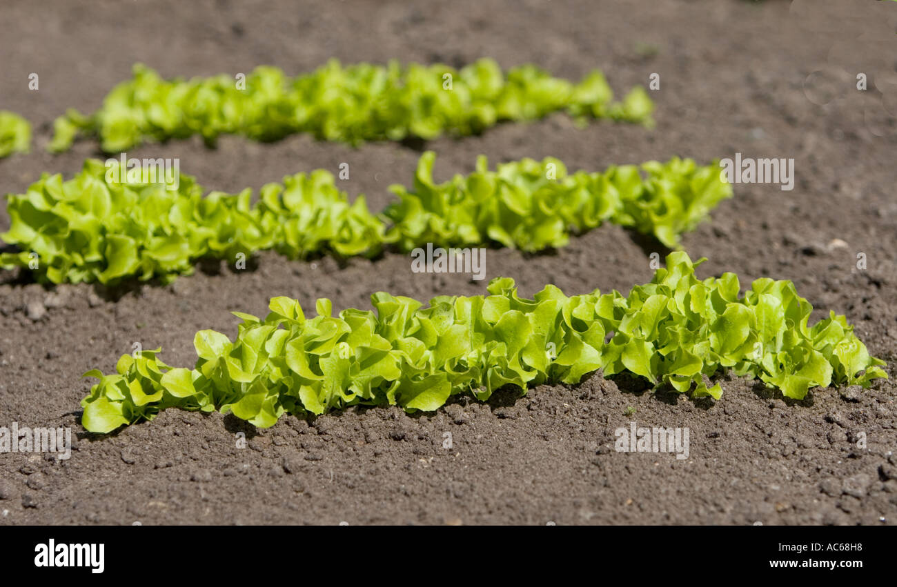 Closeup of Rows of lettuce growing in the garden , Finland Stock Photo ...