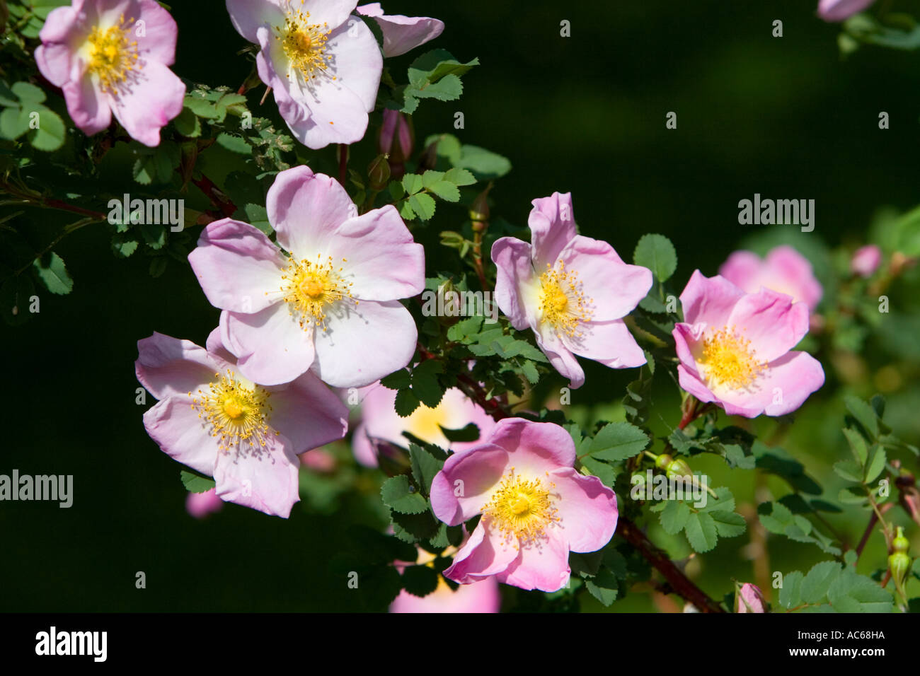 Pink rose flowers on black background , Finland Stock Photo - Alamy