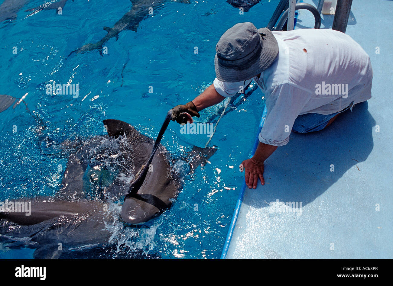 Lemon shark teeth hi-res stock photography and images - Alamy