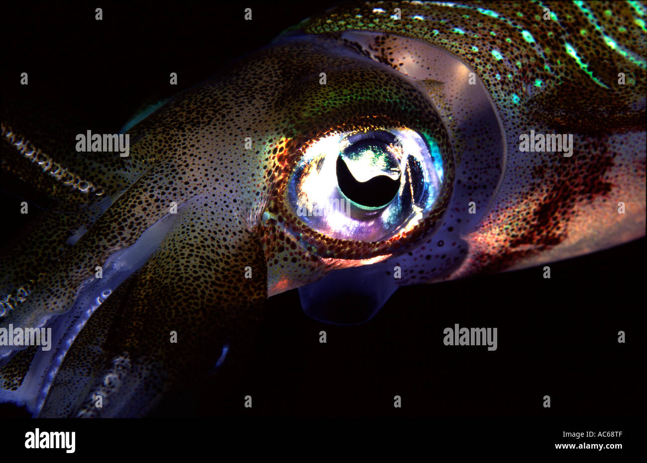 Squid at Night Stock Photo - Alamy