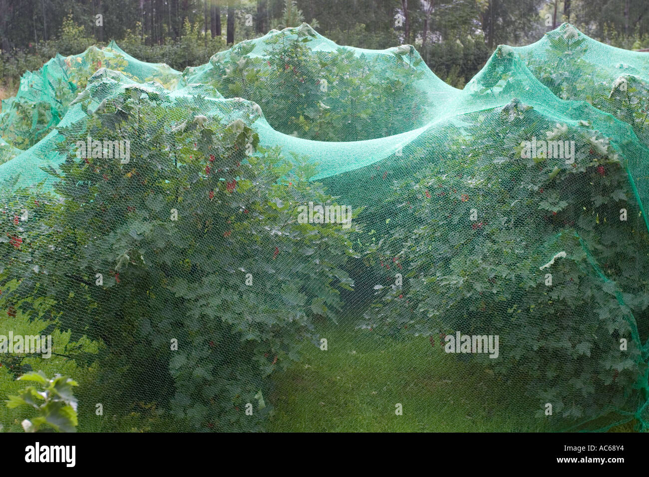 Fruit bushes covered with netting hi-res stock photography and images ...