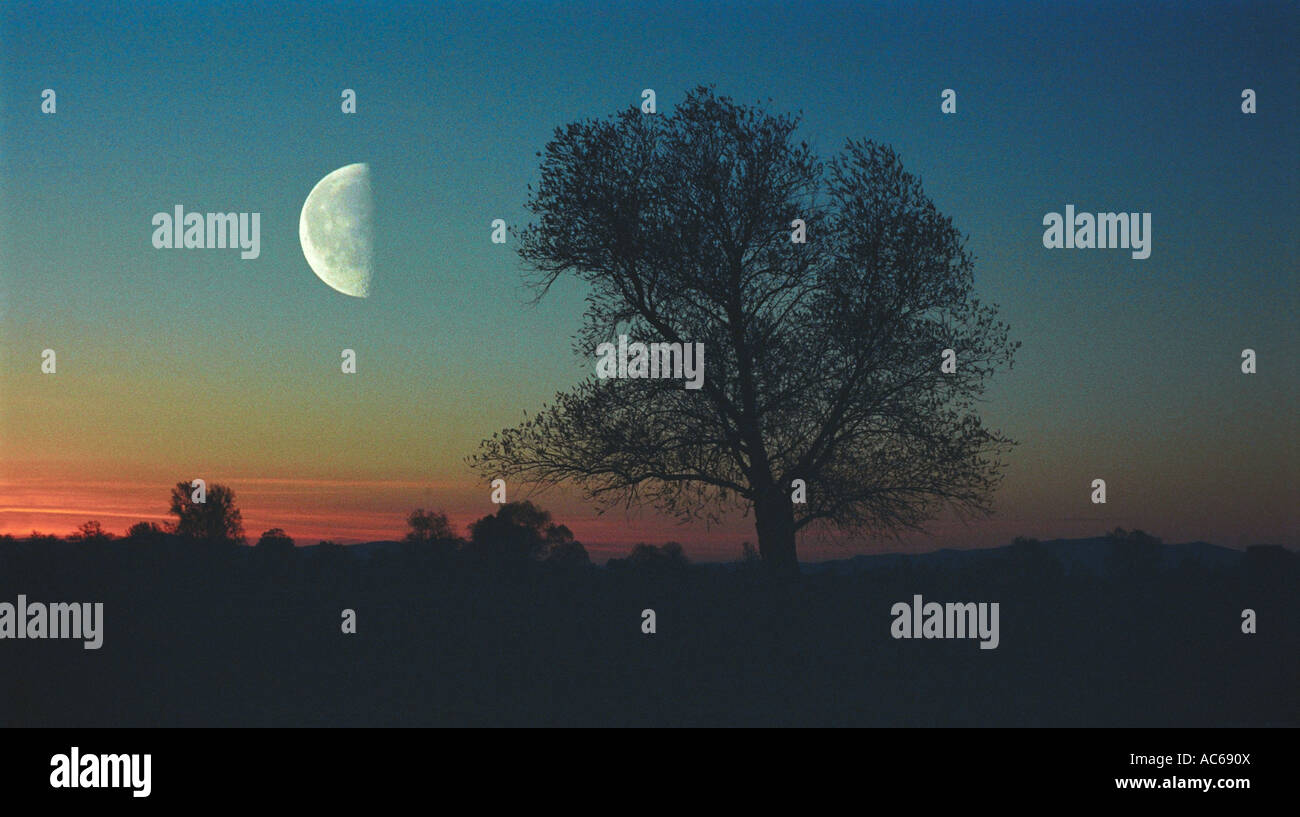 Willow tree at night. Altai. Siberia. Russia Stock Photo - Alamy