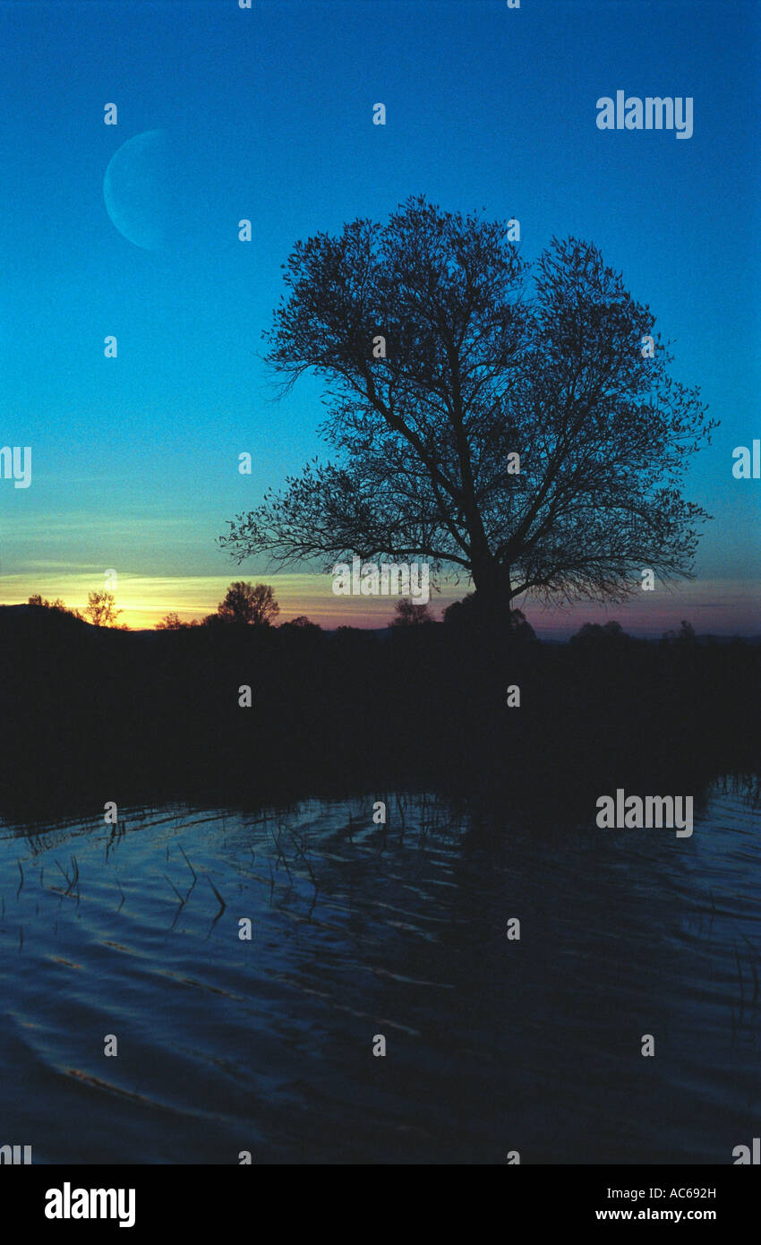 Willow tree at night. Altai. Siberia. Russia Stock Photo - Alamy