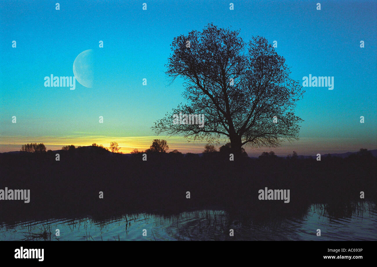 Willow tree at night. Altai. Siberia. Russia Stock Photo - Alamy