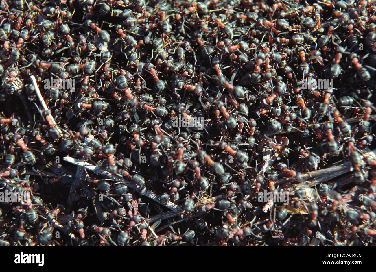 Ants (Formicidae, Hymenoptera). Altai. Siberia. Russia Stock Photo - Alamy
