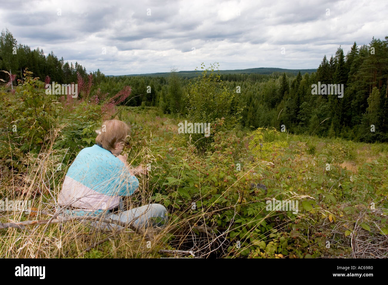 Middle-aged man picking wild raspberries ( Rubus idaeus ) at a clear ...