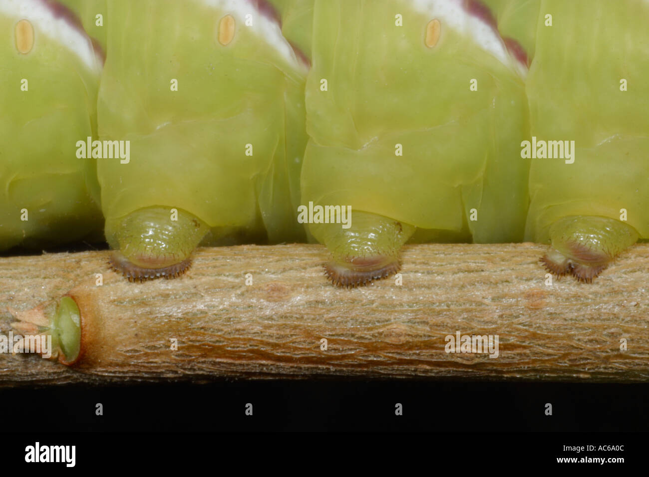 Feet moth larvae hi-res stock photography and images - Alamy