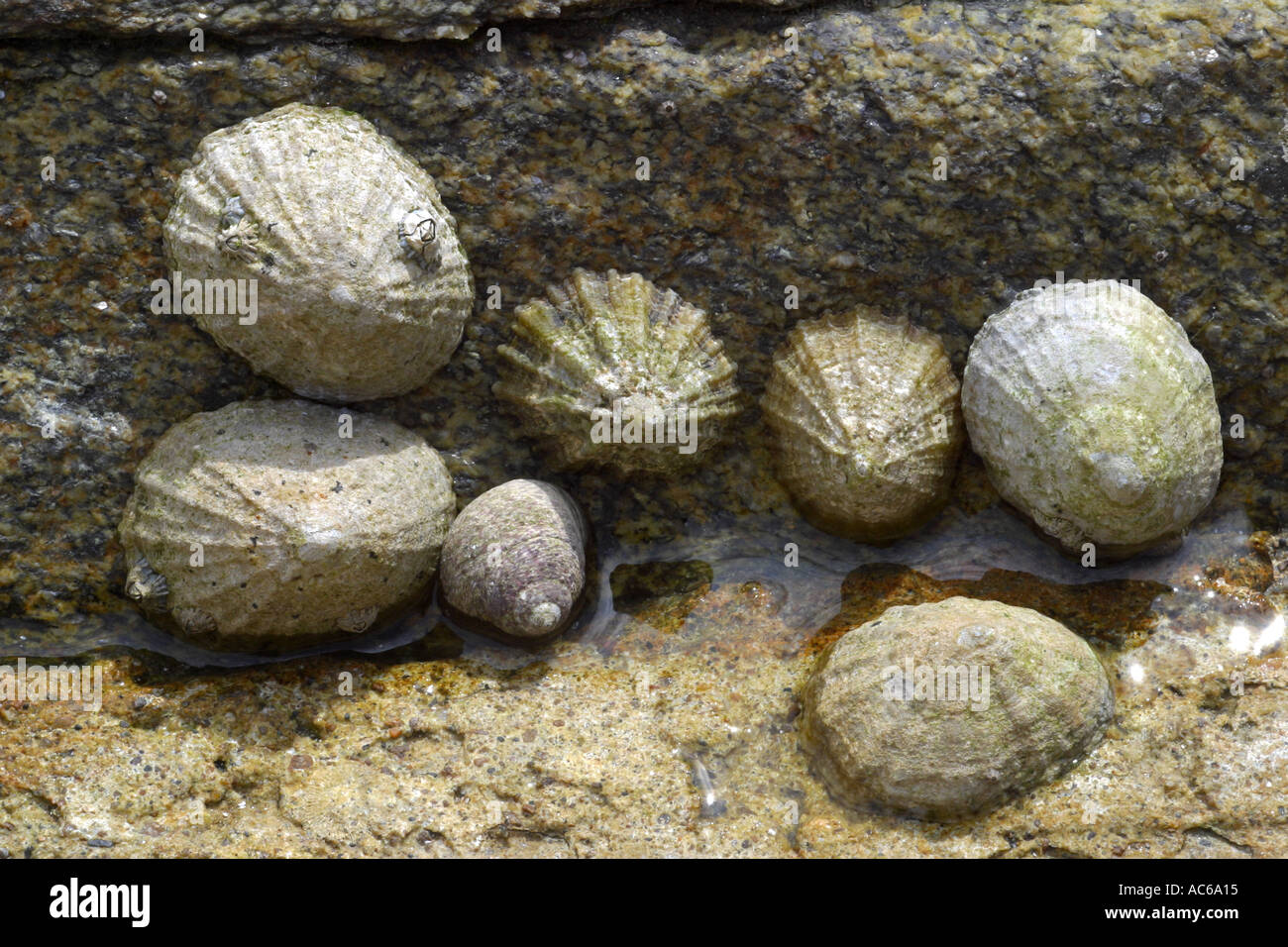 Rockpools rockpooling hi-res stock photography and images - Alamy