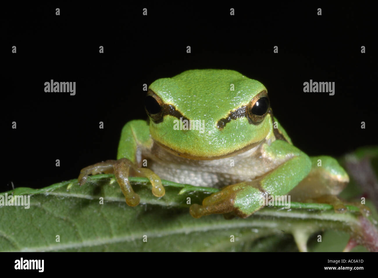 Green coloured frog france hi-res stock photography and images - Alamy