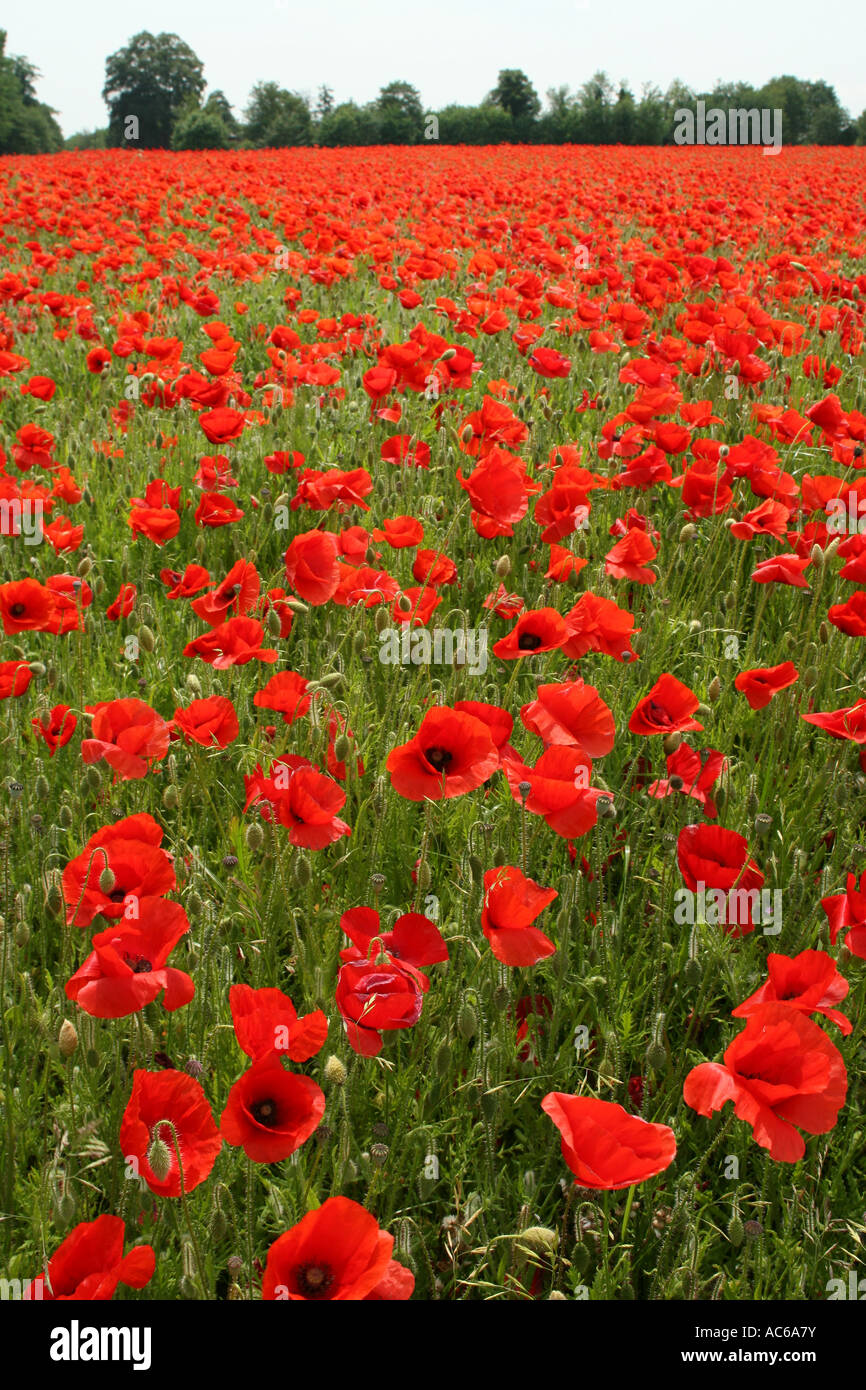 Poppyfield in Suffolk Stock Photo - Alamy