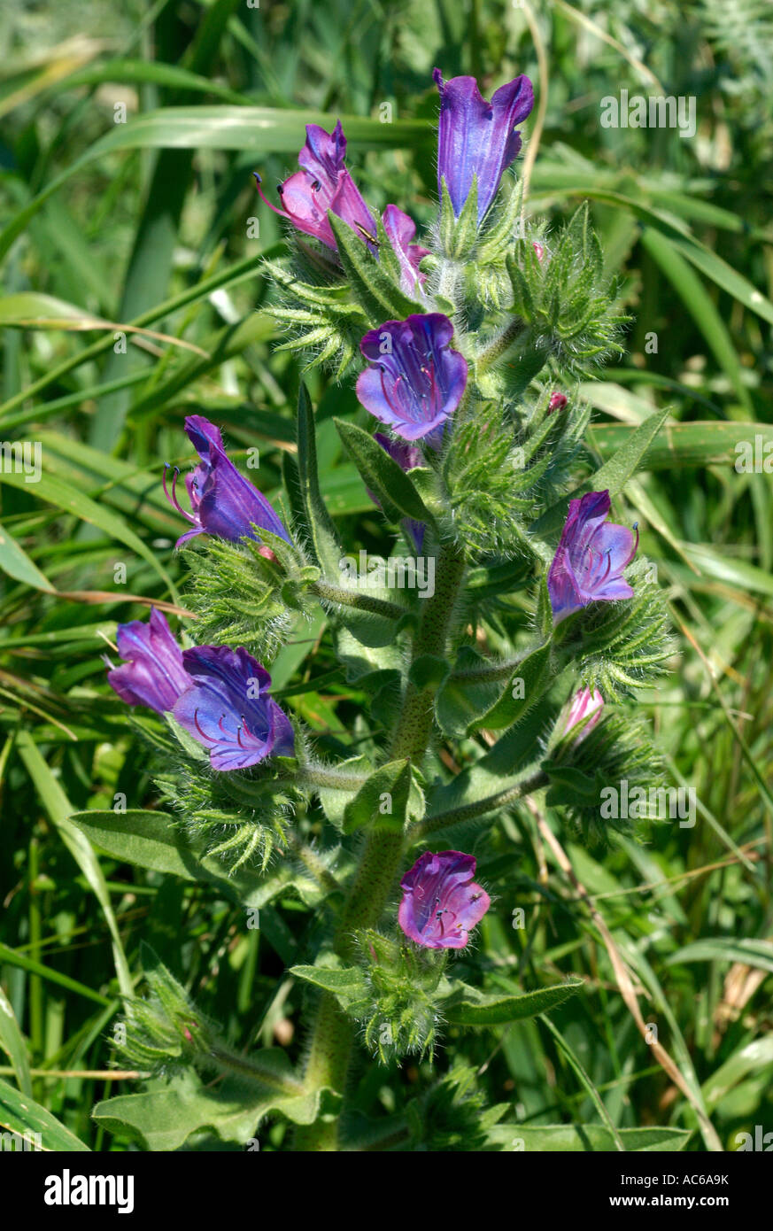 Wild Flower Vipers Bugloss Echium Vulgare Stock Photo - Alamy