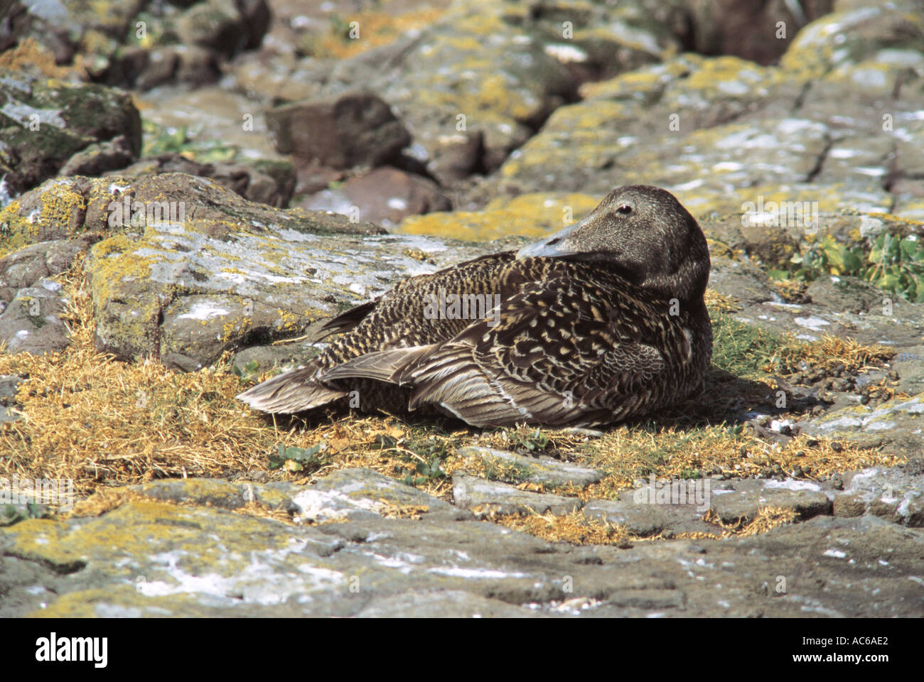 Female eider duck on nest hi-res stock photography and images - Alamy