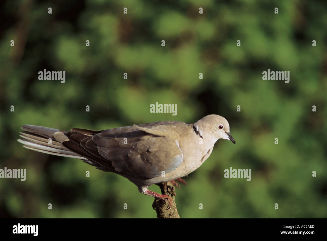 Collard dove bird hi-res stock photography and images - Alamy