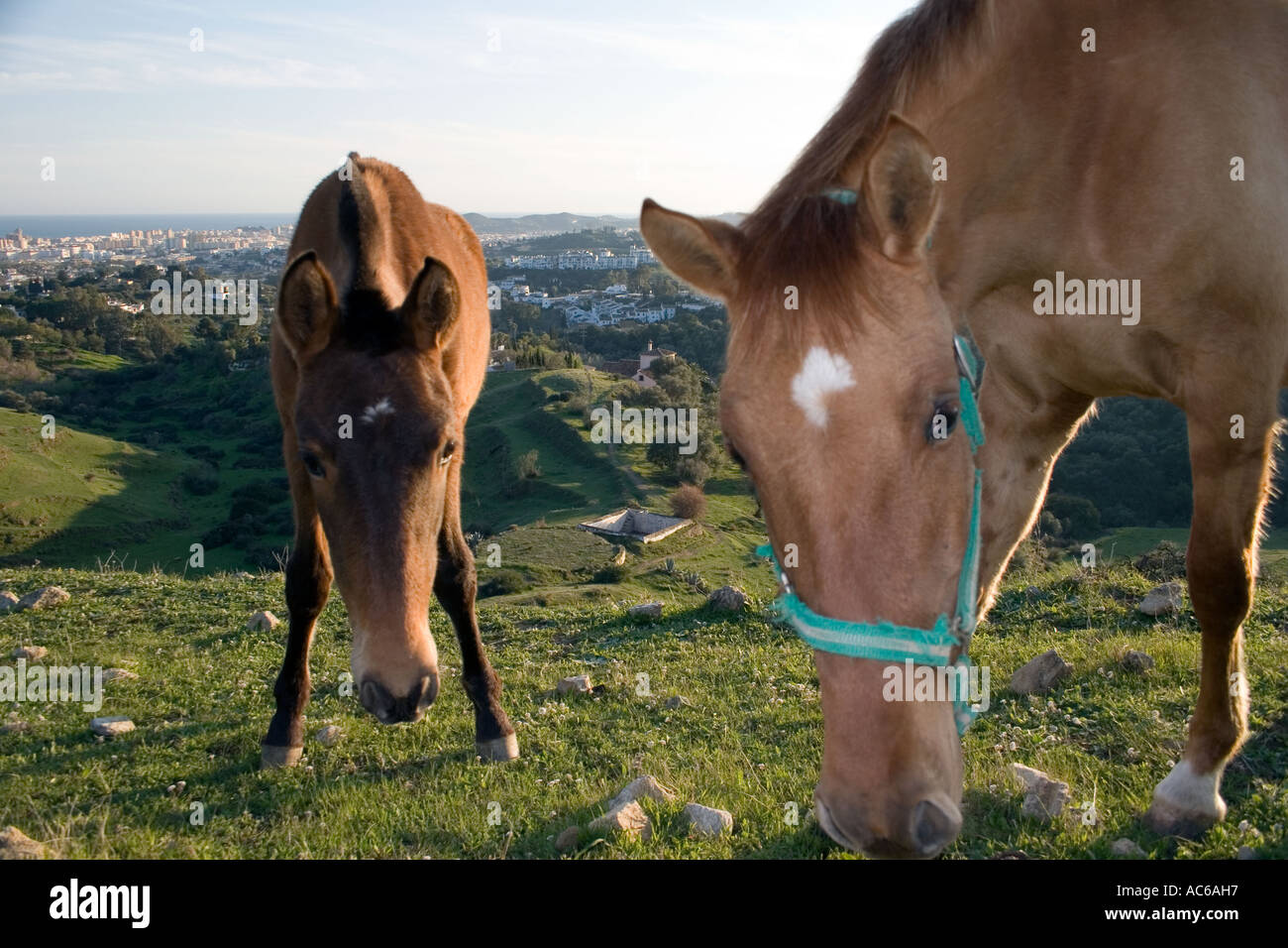 Pony grazes in the hills above Fuengirola, Spain ponies horse horses ...