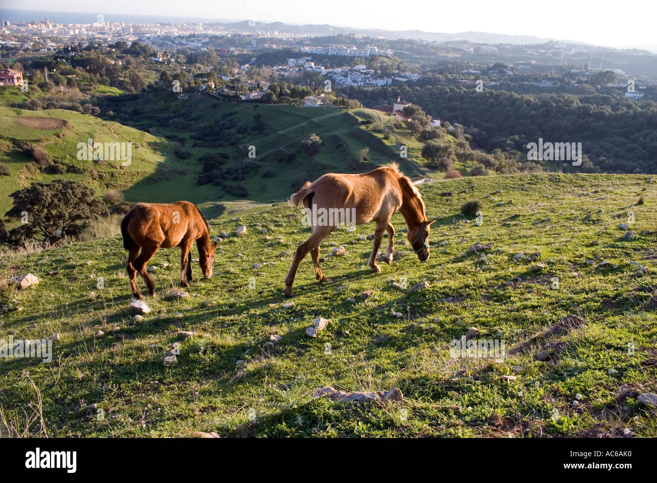 Pony grazes in the hills above Fuengirola, Spain ponies horse horses ...
