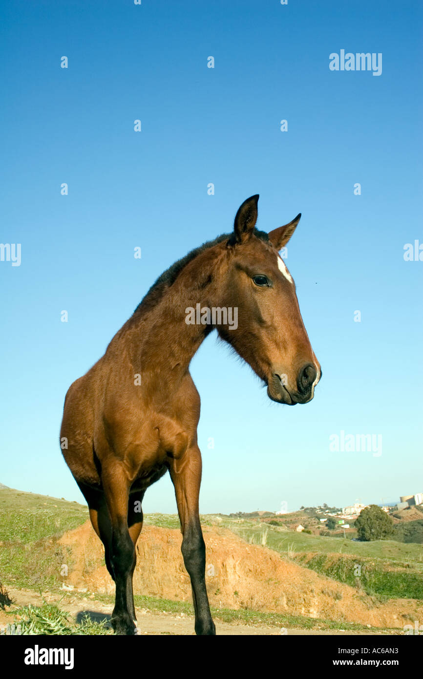 Pony grazes in the hills above Fuengirola, Spain ponies horse horses ...