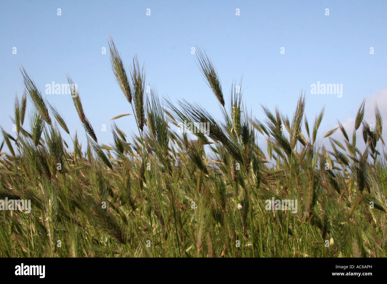 wheat corn Crete Greece Stock Photo - Alamy