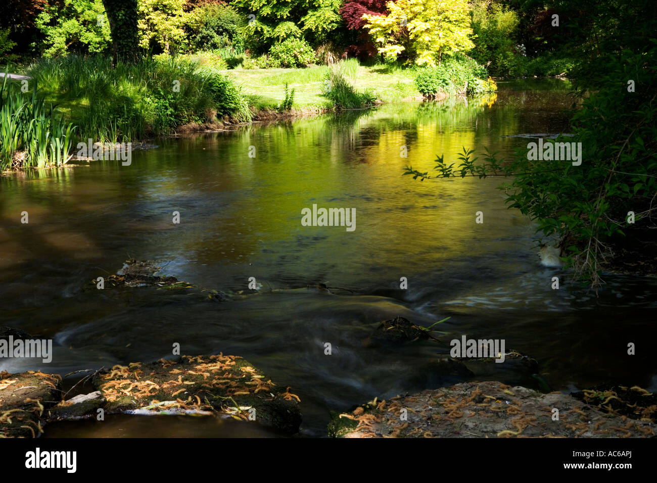 The River Nadder at Abbey House Gardens, Malmesbury, Wiltshire, England ...