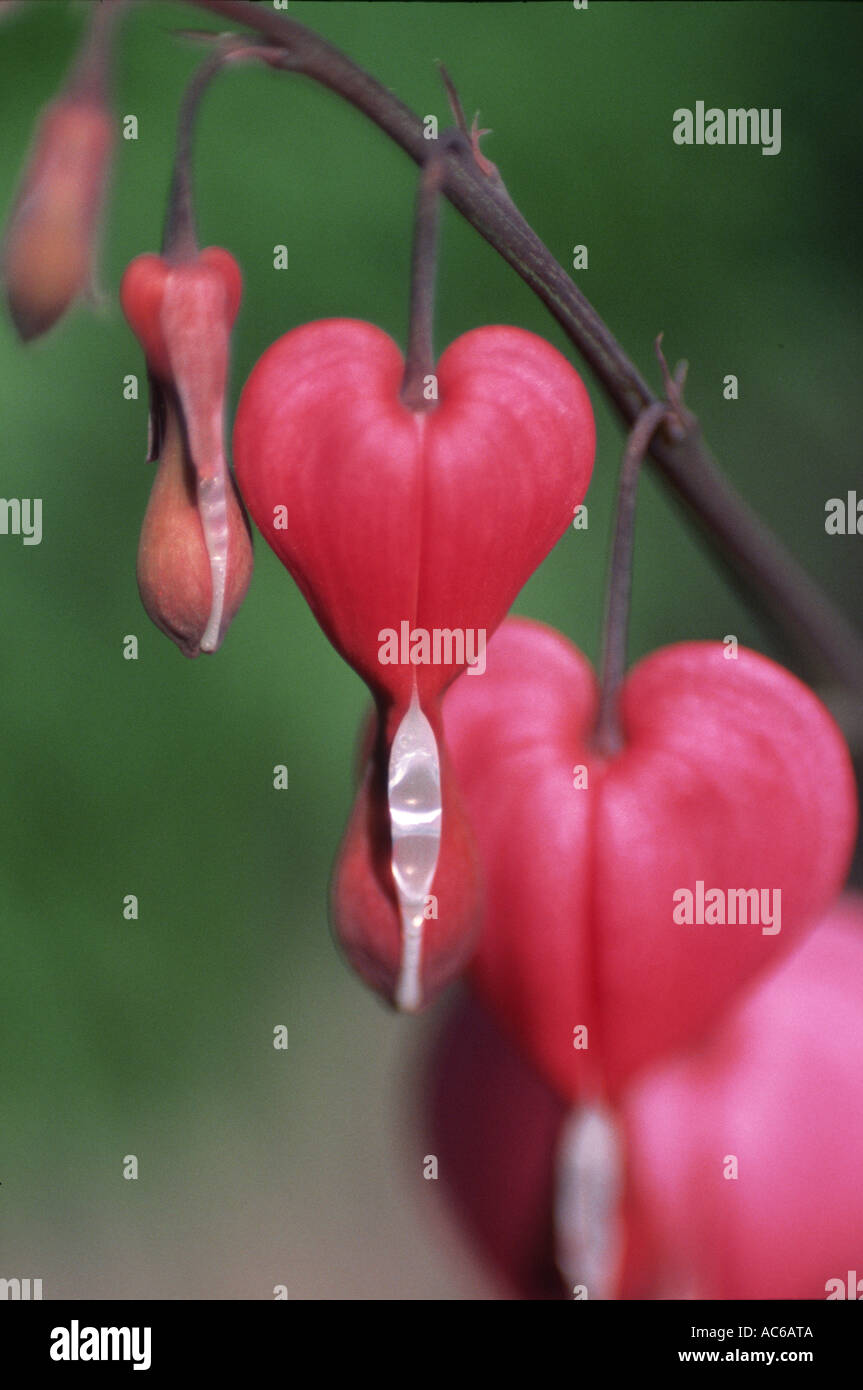 Fleur de dicentra rose hi-res stock photography and images - Alamy