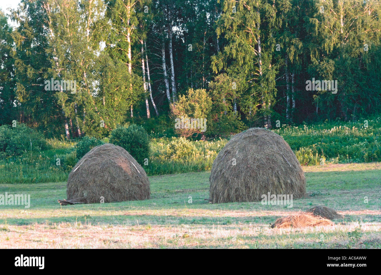 Two haystacks in morning light. Altai. Siberia. Russia Stock Photo - Alamy