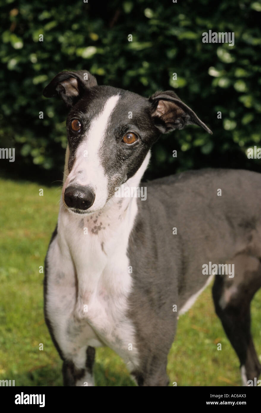 Levriere hi-res stock photography and images - Alamy