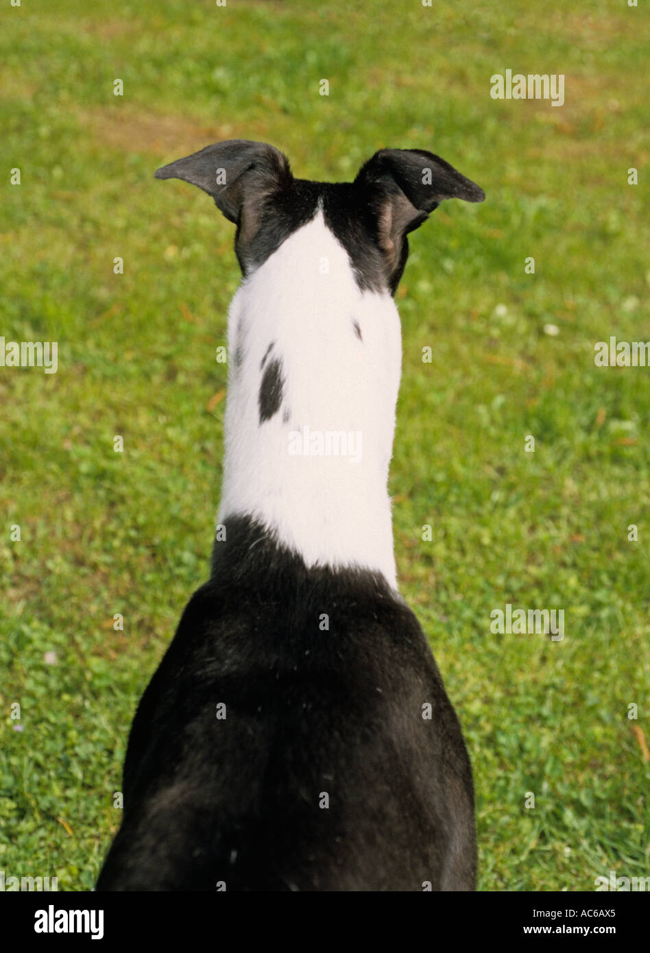 dog REAR VIEW Stock Photo - Alamy