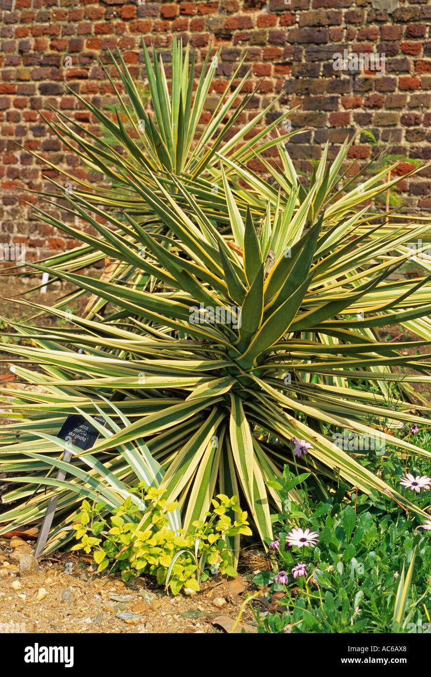 Yucca aloifolia marginata hi-res stock photography and images - Alamy