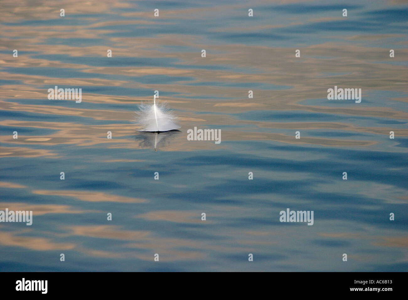 Single white feather floating on lake Stock Photo - Alamy