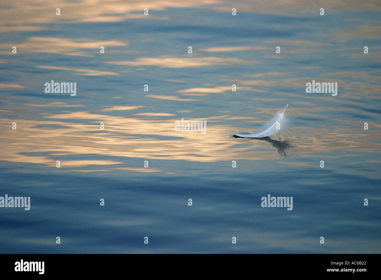 Feather floating on lake Stock Photo - Alamy