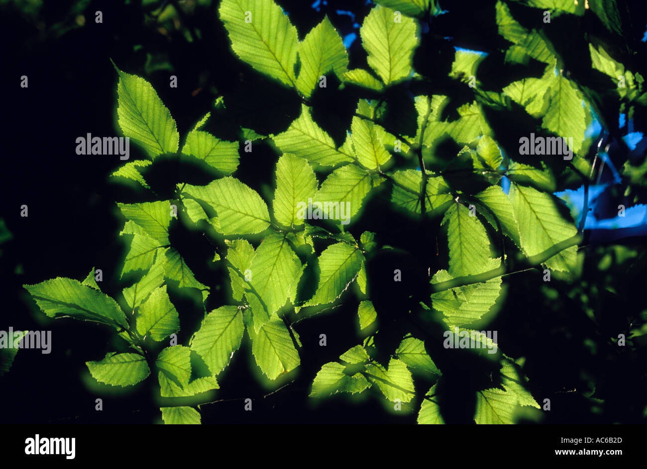 backlit leaves on tree Stock Photo - Alamy