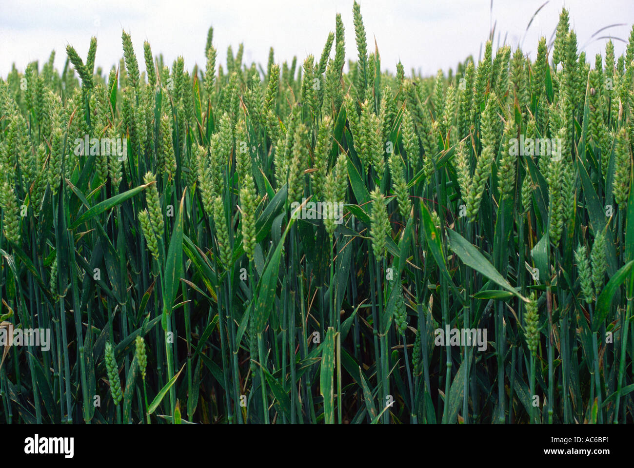 Side view of young crop of wheat Stock Photo - Alamy