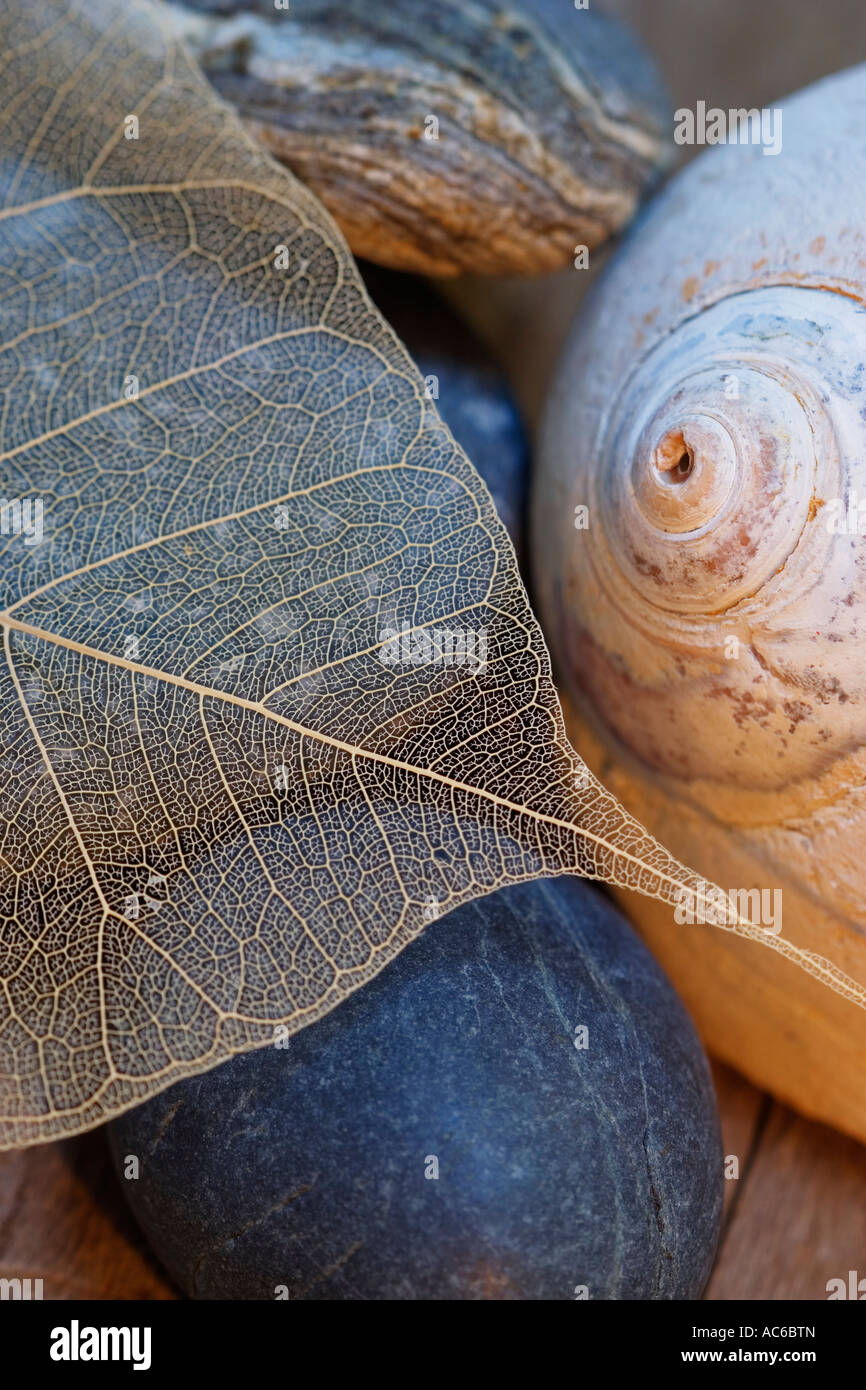 skeleton leaf with pebbles and seashell Stock Photo - Alamy