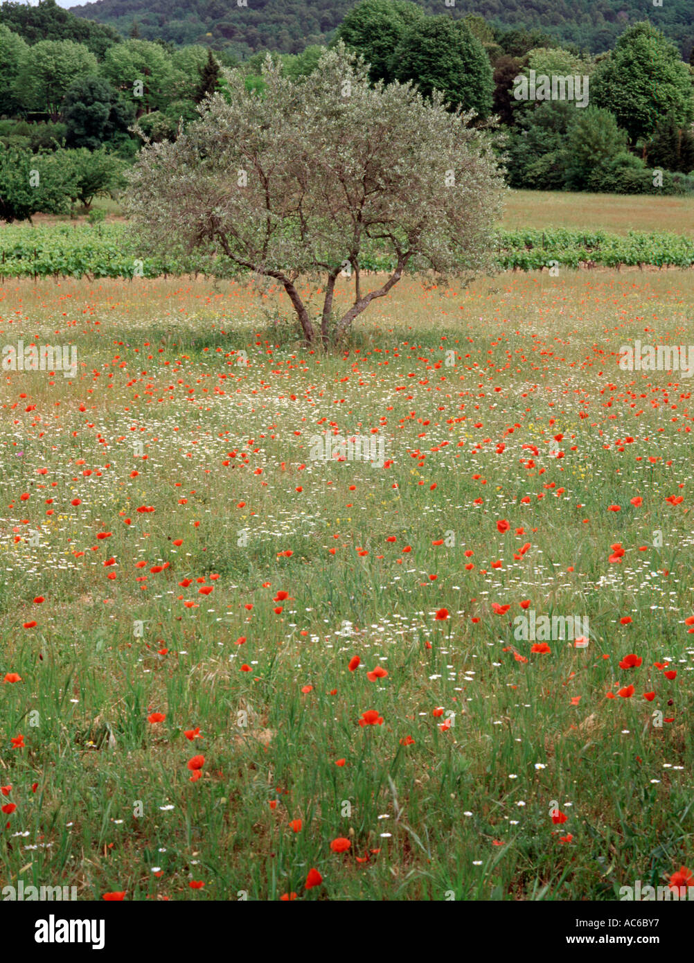 Poppies provence france hi-res stock photography and images - Alamy