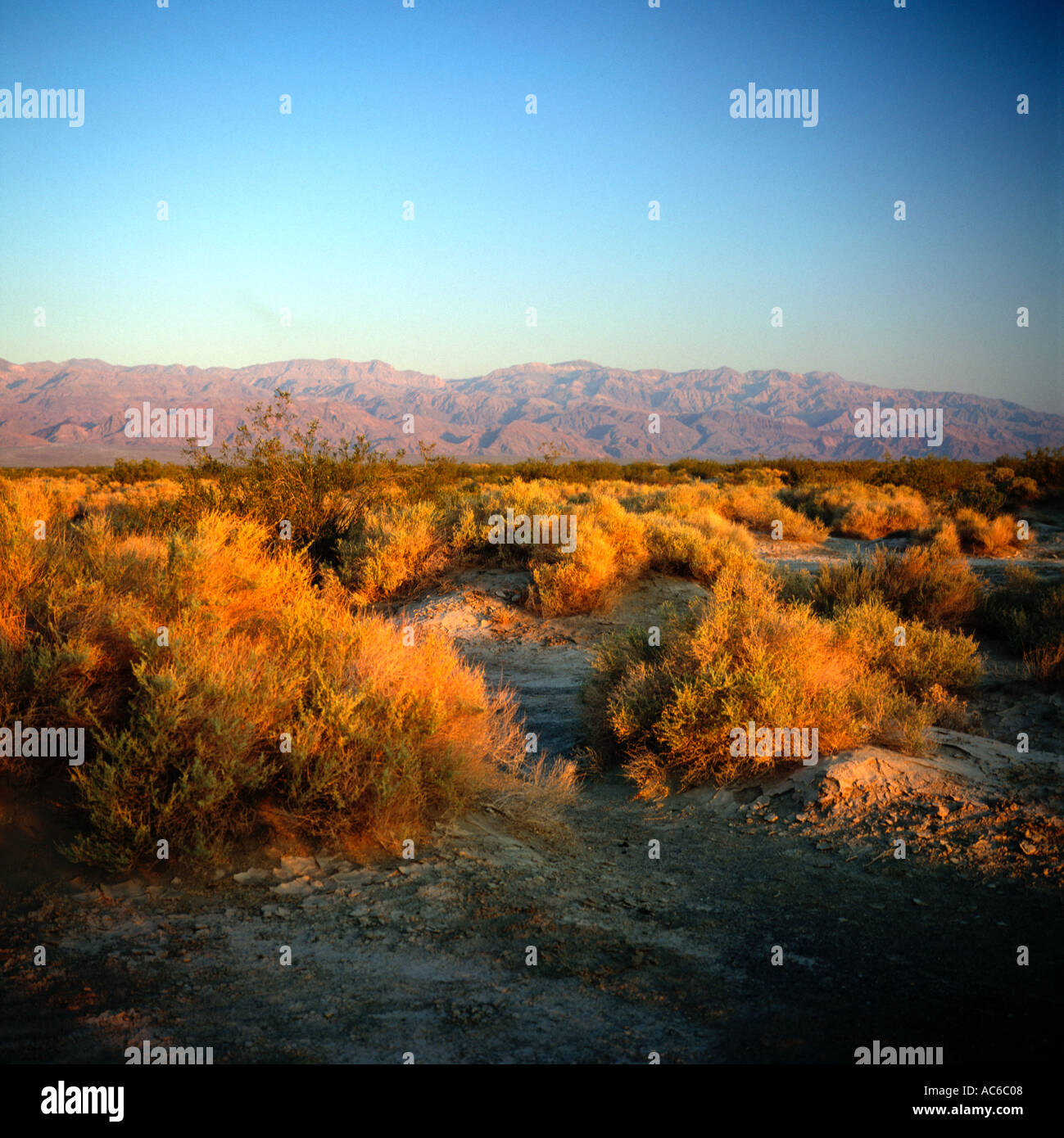 Morning wildscape hi-res stock photography and images - Alamy