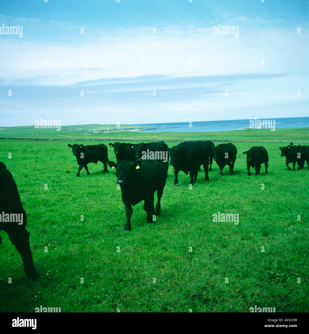 Cattle in green grassy field Papa Westray Orkney Islands Scotland Stock ...