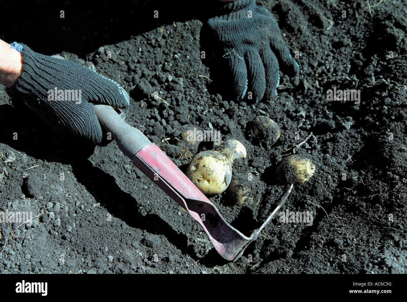 Woman is digging potato. Altai. Siberia. Russia Stock Photo - Alamy
