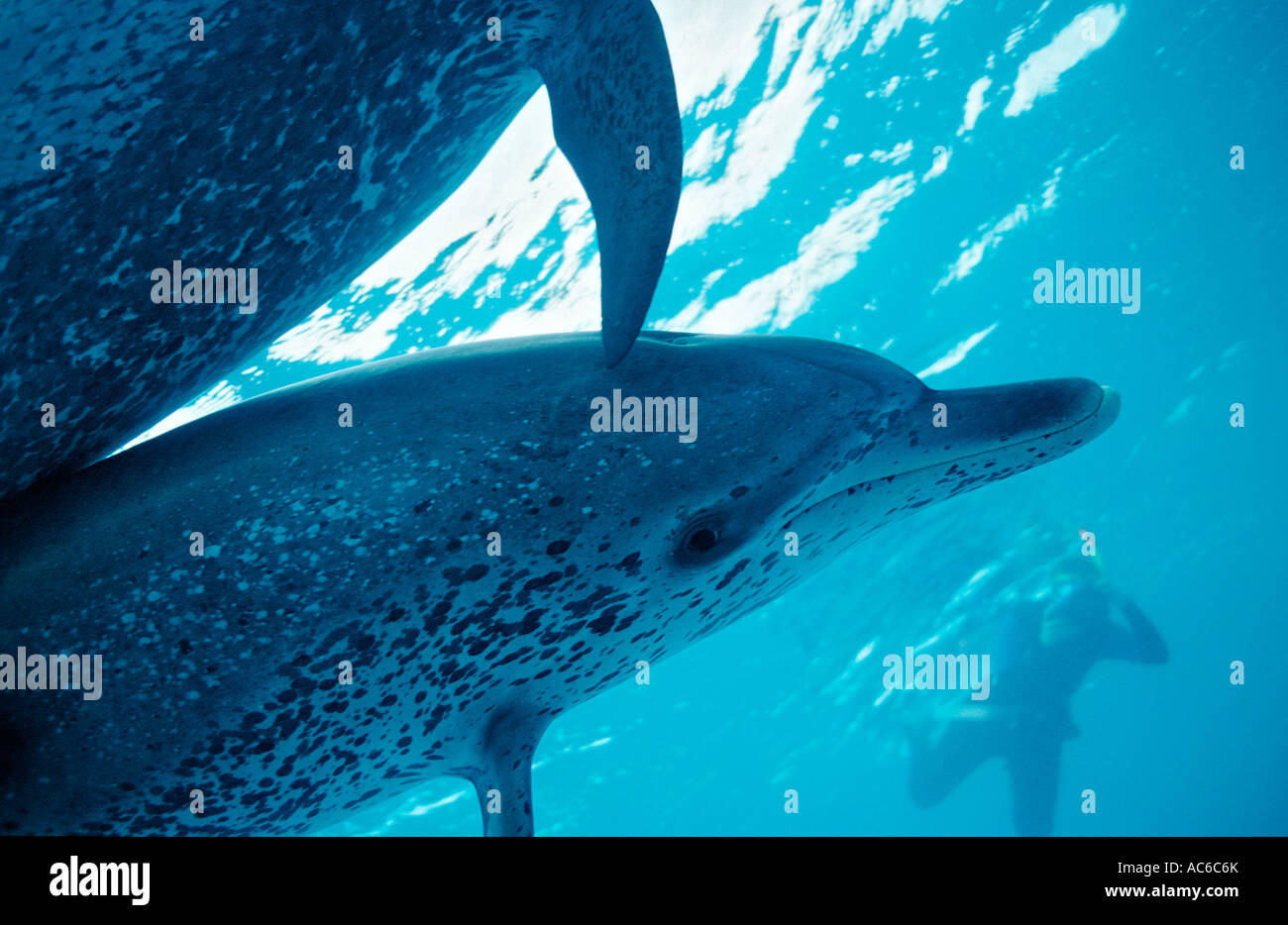 Atlantic spotted dolphin Stenella frontalis Bahamas Atlantic Ocean ...