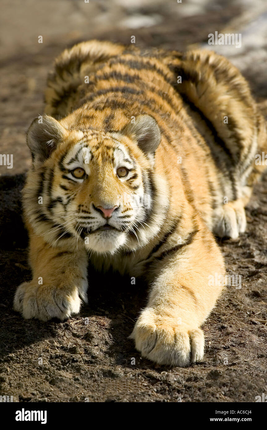 Young hunting tiger Stock Photo - Alamy