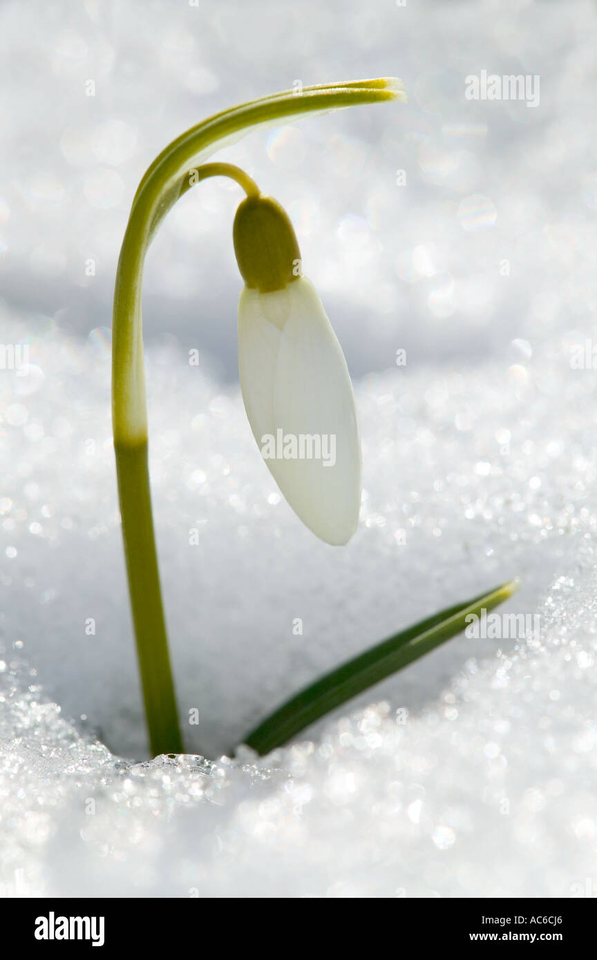Small snowdrop hi-res stock photography and images - Alamy