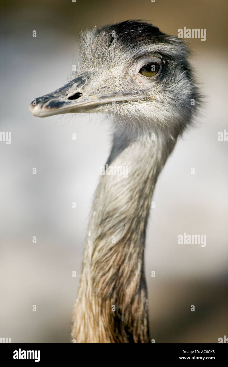 The American Rhea Stock Photo - Alamy