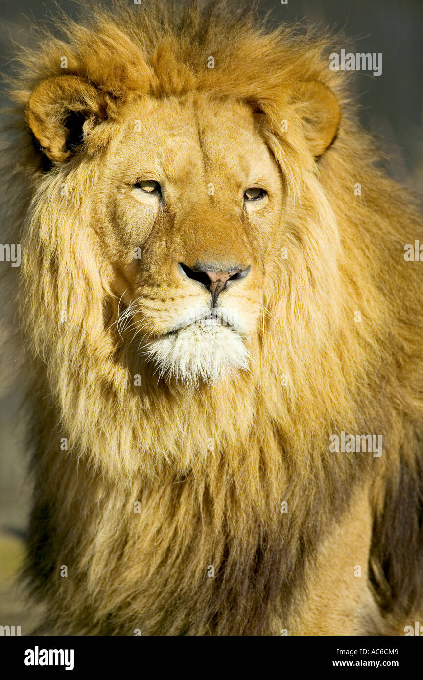 Lion ears hi-res stock photography and images - Alamy