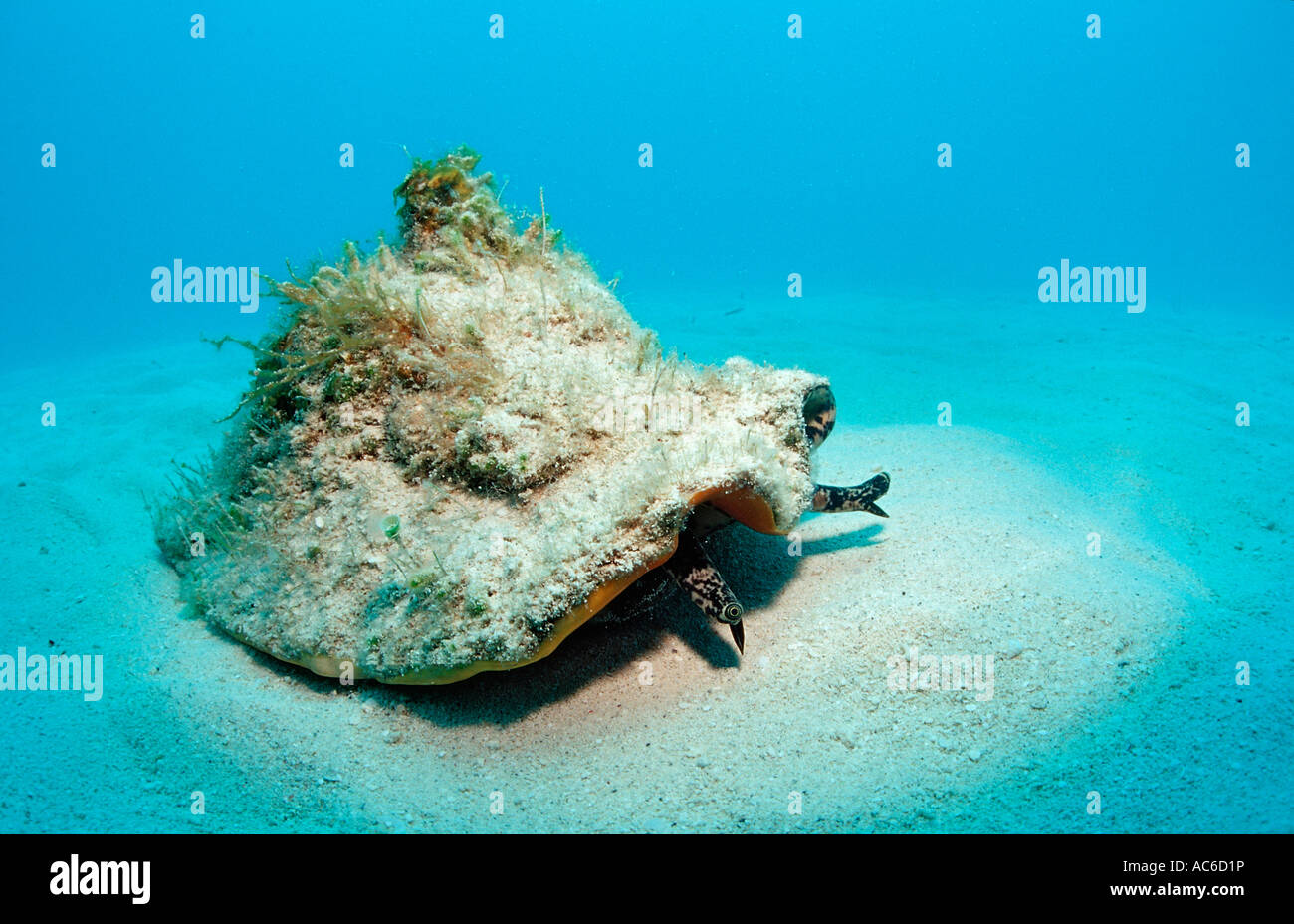 Conch shell Strombus gigas Bahamas Atlantic Ocean Stock Photo - Alamy