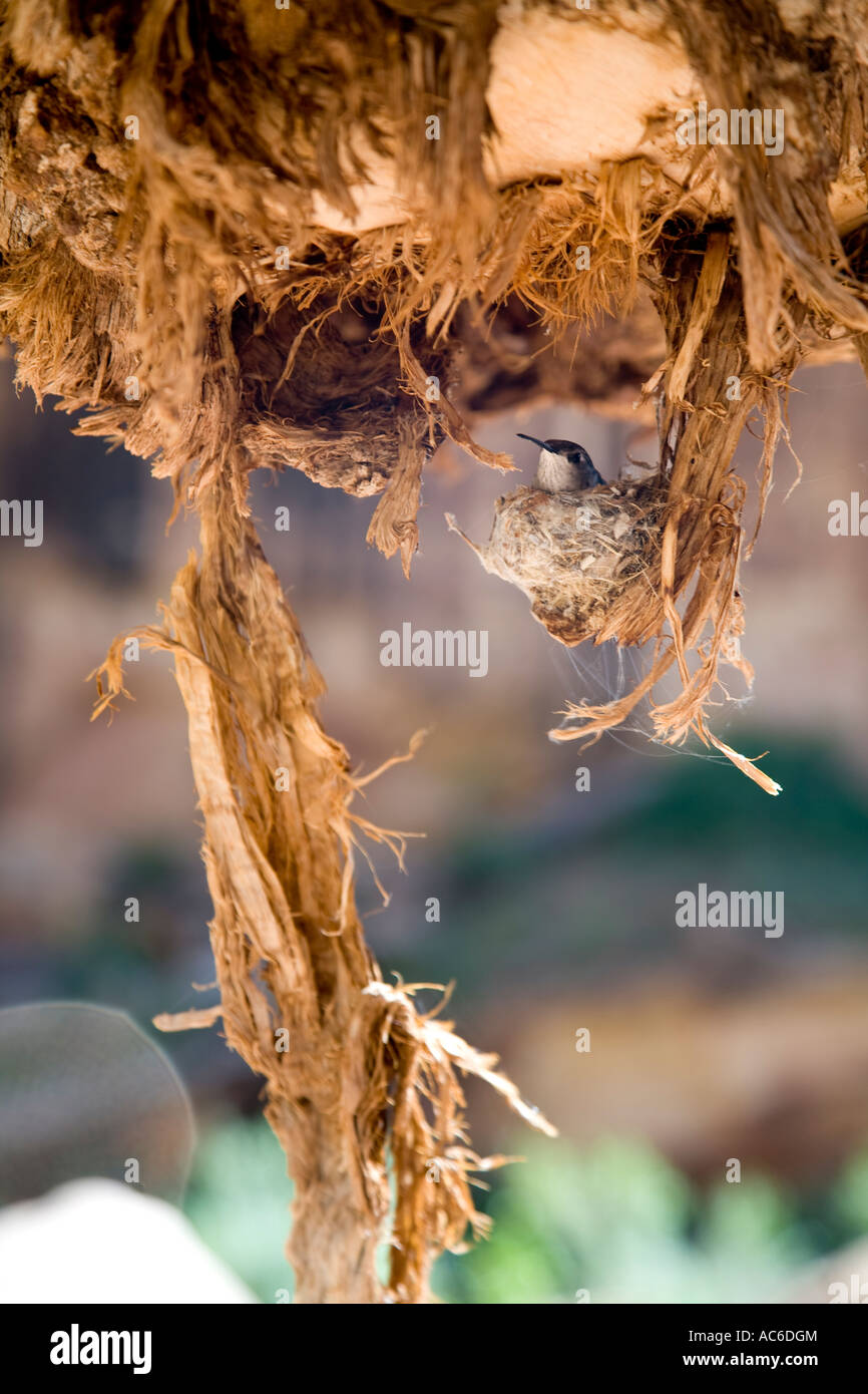 Bird nest Fry Canyon Utah United States Stock Photo - Alamy