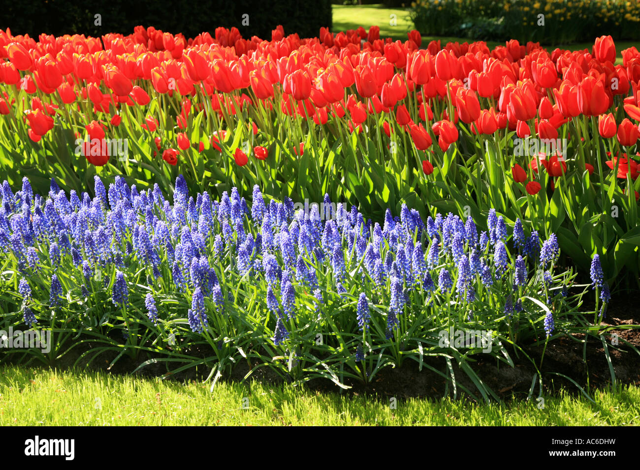 Tulip spring garden at Keukenhof Gardens near Amsterdam in Holland ...