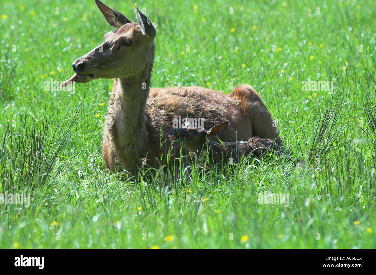 Birthing deer hi-res stock photography and images - Alamy